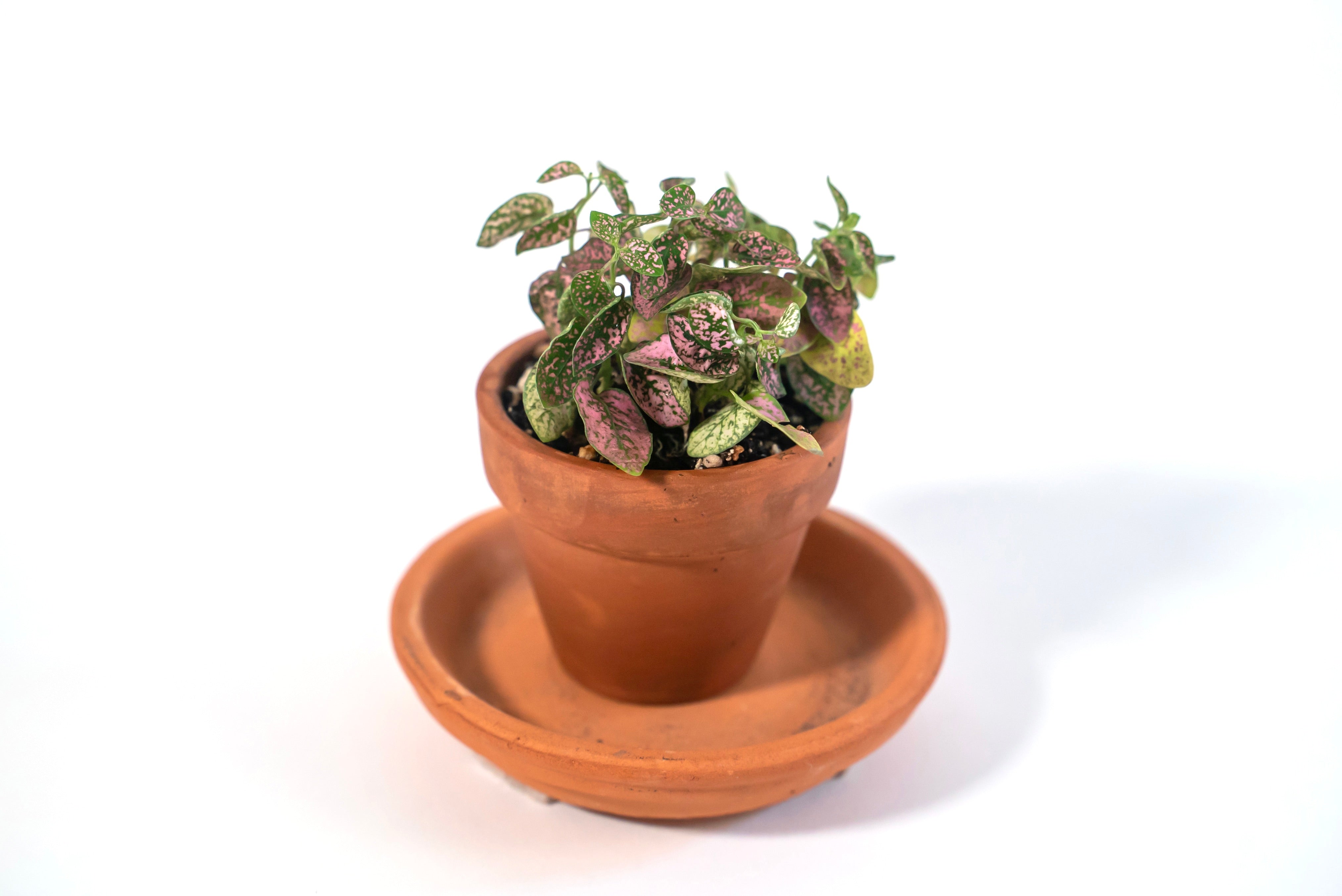 Plant Growing Kits – UpRoot Design Studio