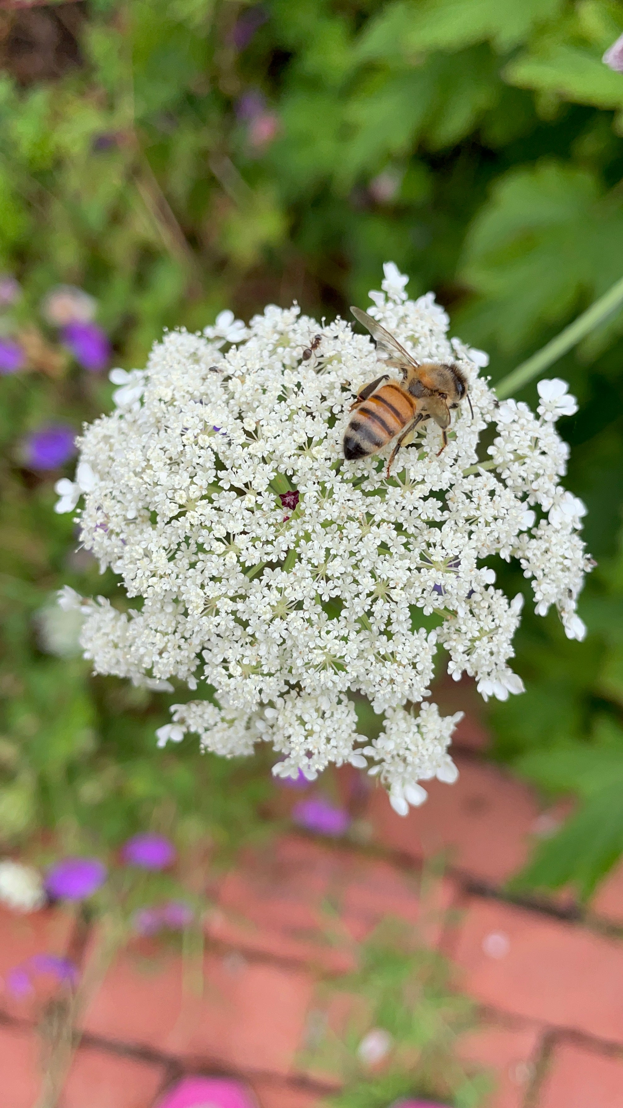 5 Easy Ways You Can Help Pollinators This Month and All Summer Long ...